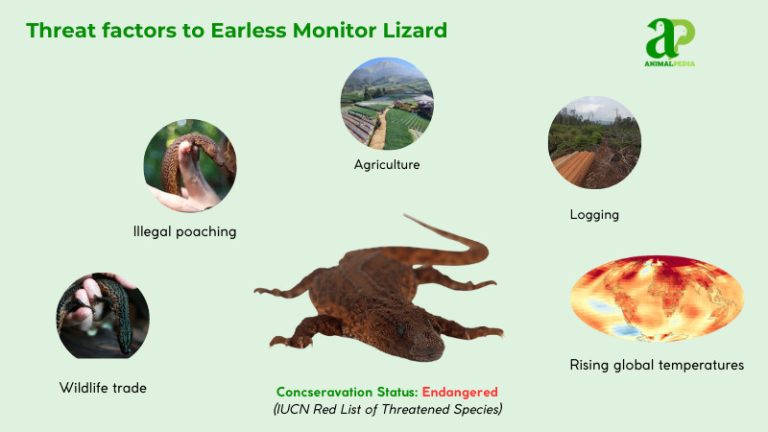 Earless Monitor Lizard: Appearance, Habitat & Behavior