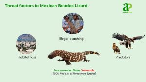 Mexican Beaded Lizard: Appearance, Habitat & Behavior