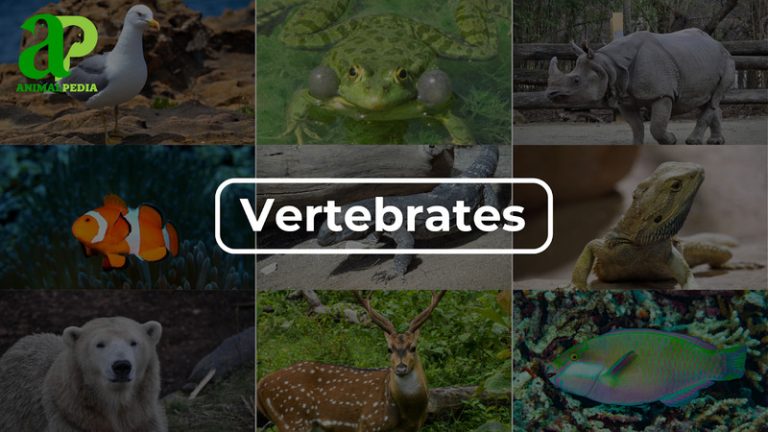 Vertebrates: Definition, Characteristics, Facts, Classification, Types ...