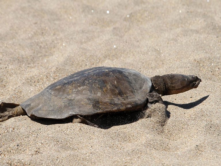 20+ Animals that start with Z - Classified lists with Pictures and Fun ...