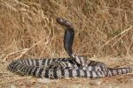 20+ Animals that start with Z - Classified lists with Pictures and Fun ...