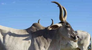 20+ Animals that start with Z - Classified lists with Pictures and Fun ...