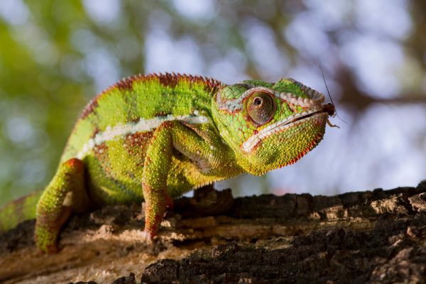 Chameleons: Color-Changing Lizard, Facts, Habitat & Conservation
