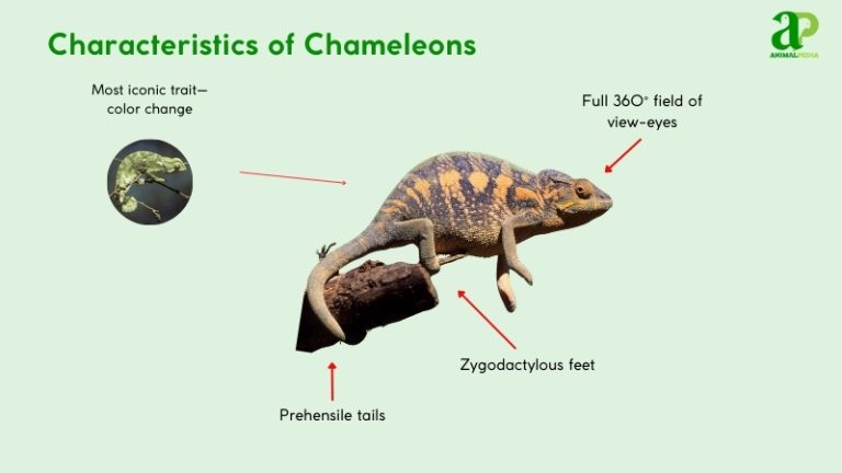 Chameleons: Color-Changing Lizard, Facts, Habitat & Conservation