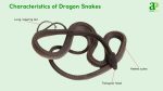 Dragon Snake: Unique Defense Mechanism, Habitat & Behavior