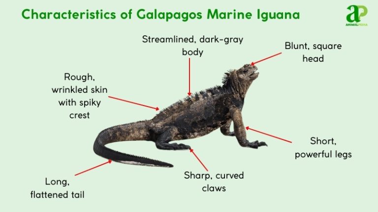 Galapagos Marine Iguana: Only Marine Lizard, Facts, Habitat & Conservation
