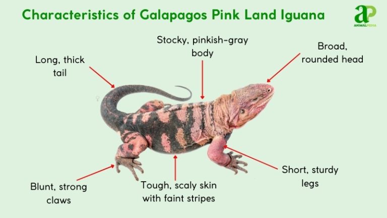 Galapagos Pink Land Iguana: Physical Traits, Habitat, Behavior ...