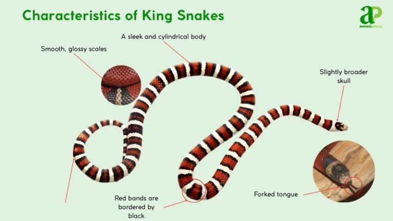 King Snake: Tricolor Patterns, Habitat & Expert Climbing Skills
