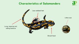 Salamander: Fascinating Amphibian Species, Habitat, Types & Conservation