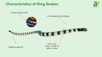 Sea Snake: Venomous Marine Reptile, Facts, Habitat & Conservation