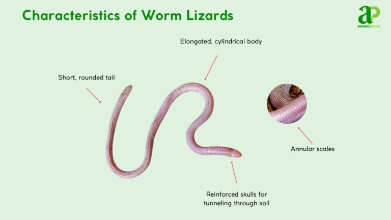Worm Lizard: Legless Burrowing Reptile, Habitat & Conservation