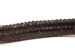 Dragon Snake: Unique Defense Mechanism, Habitat & Behavior
