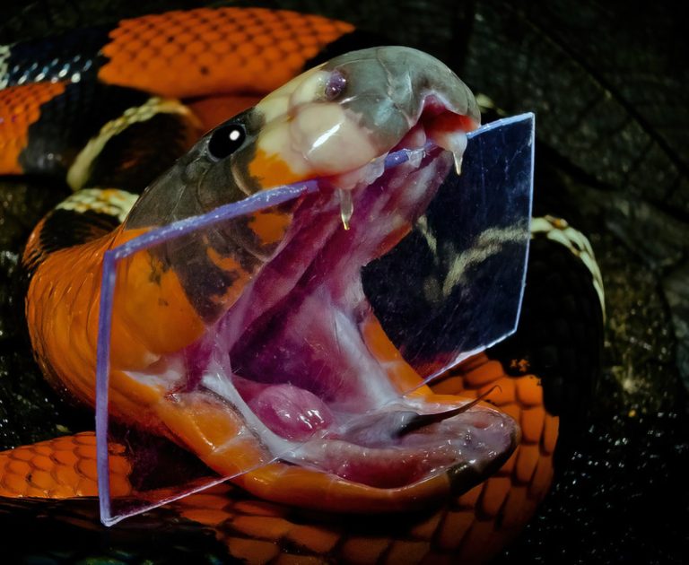 Coral Snake: Venomous Elapid Species, Habitats & Warning Coloration