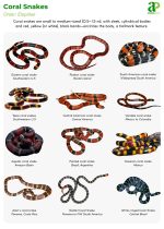 Coral Snake: Venomous Elapid Species, Habitats & Warning Coloration