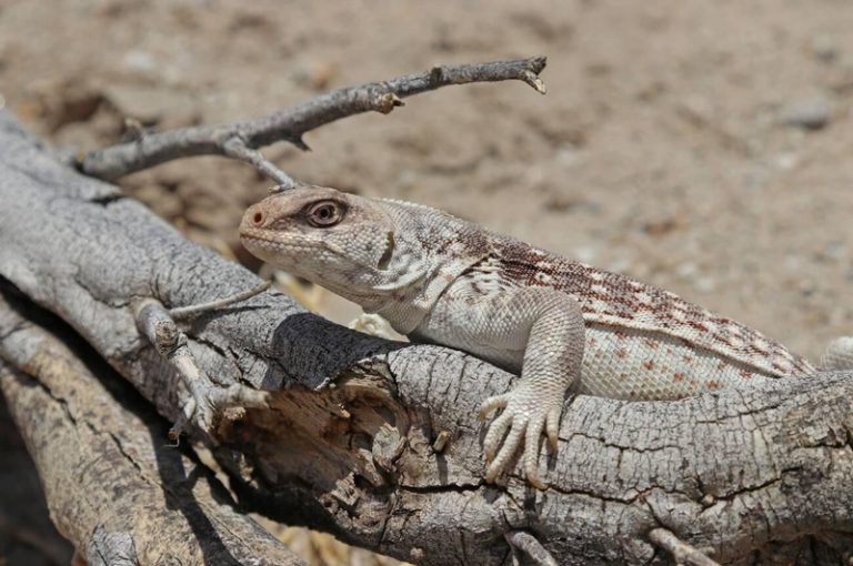 Desert Iguana: Exceptional Heat Tolerance, Habitat, Diet & Pictures