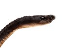 Dragon Snake: Unique Defense Mechanism, Habitat & Behavior