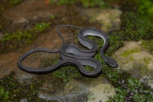 Dragon Snake: Unique Defense Mechanism, Habitat & Behavior