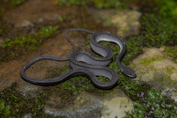 Dragon Snake: Unique Defense Mechanism, Habitat & Behavior