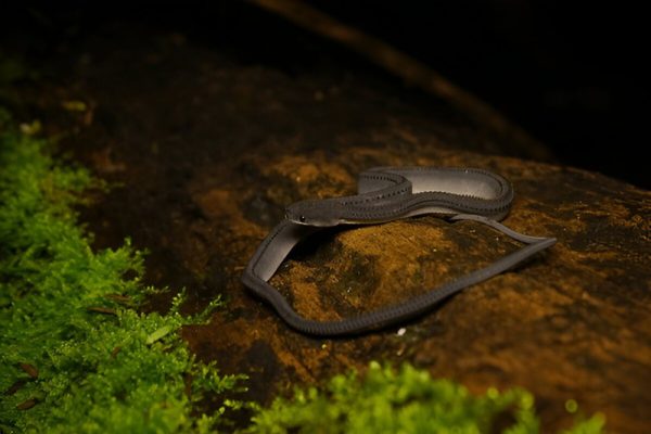 Dragon Snake: Unique Defense Mechanism, Habitat & Behavior