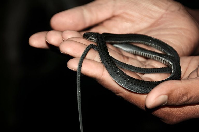 Dragon Snake: Unique Defense Mechanism, Habitat & Behavior