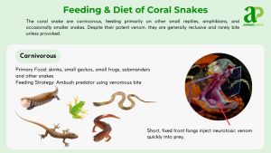 Coral Snake: Venomous Elapid Species, Habitats & Warning Coloration