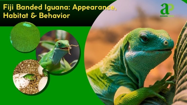 Green Iguana: Popular Pet Lizard Facts, Habitat & Conservation