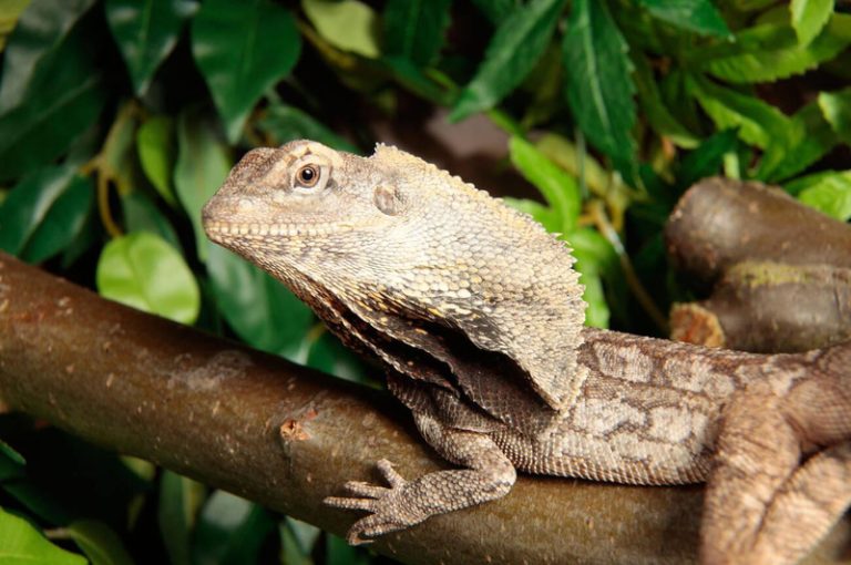 Frill-necked Lizard: Frill Defense, Habitat, Behavior, Diet & Pictures