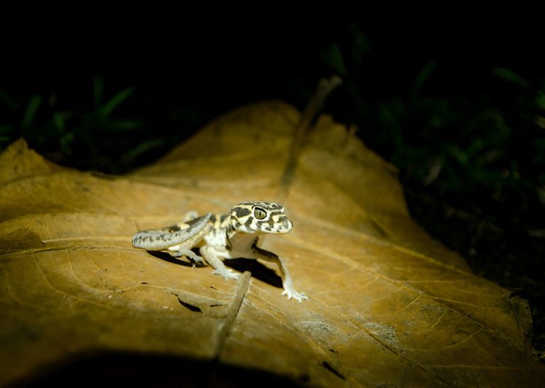 Geckos: Fascinating Lizards,Behavior, Habitat & Conservation