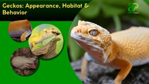 Geckos: Fascinating Lizards,Behavior, Habitat & Conservation