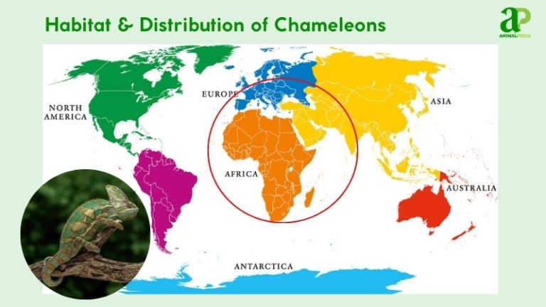 Chameleons: Color-Changing Lizard, Facts, Habitat & Conservation