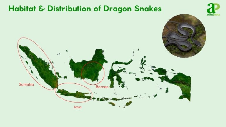 Dragon Snake: Unique Defense Mechanism, Habitat & Behavior
