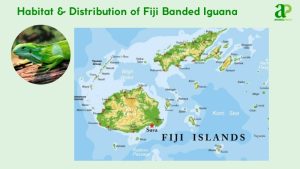 Fiji Banded Iguana: Physical Characteristics, Habitat, Behavior ...