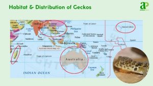 Geckos: Fascinating Lizards,Behavior, Habitat & Conservation