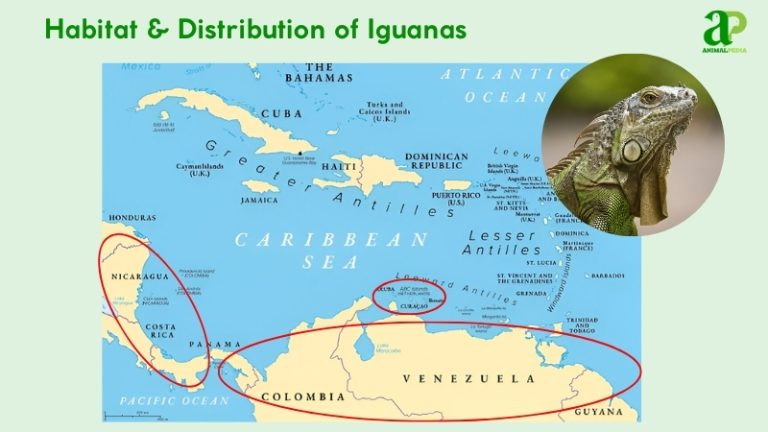 Iguana: Distinctive Dorsal Crest, Facts, Habitat & Conservation