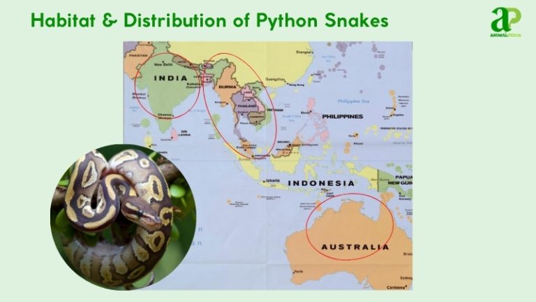 Python Snakes: Large Non-venomous Constrictor, Types & Conservation