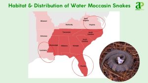Water Moccasin Snake: Venomous Aquatic Reptile, Habitat & Conservation