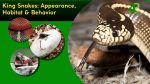 King Snake: Tricolor Patterns, Habitat & Expert Climbing Skills