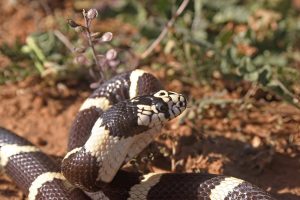 King Snake: Tricolor Patterns, Habitat & Expert Climbing Skills
