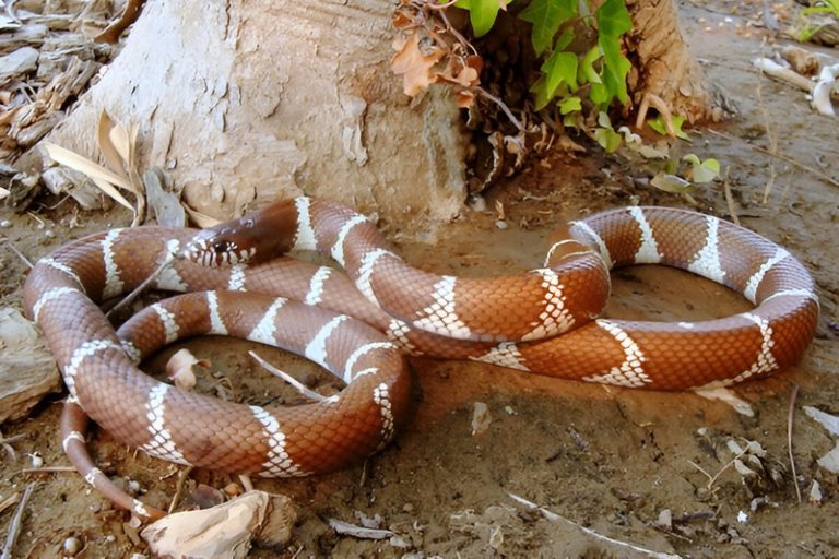 King Snake: Tricolor Patterns, Habitat & Expert Climbing Skills