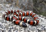 King Snake: Tricolor Patterns, Habitat & Expert Climbing Skills