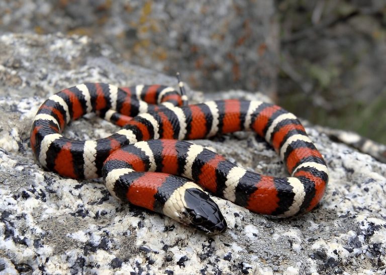 King Snake: Tricolor Patterns, Habitat & Expert Climbing Skills