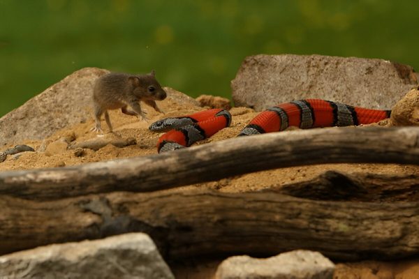 King Snake: Tricolor Patterns, Habitat & Expert Climbing Skills