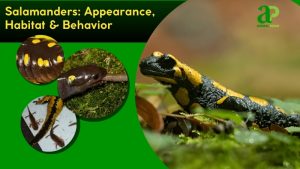 Salamander: Fascinating Amphibian Species, Habitat, Types & Conservation