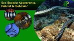 Sea Snake: Venomous Marine Reptile, Facts, Habitat & Conservation