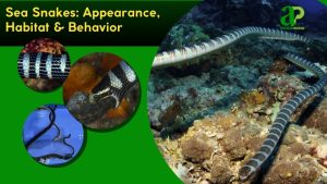 Sea Snake: Venomous Marine Reptile, Facts, Habitat & Conservation
