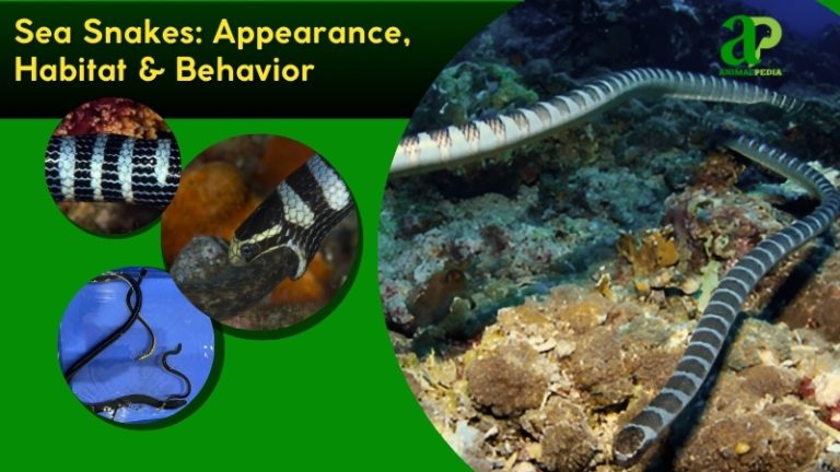 Sea Snake: Venomous Marine Reptile, Facts, Habitat & Conservation