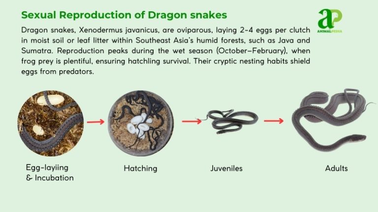 Dragon Snake: Unique Defense Mechanism, Habitat & Behavior