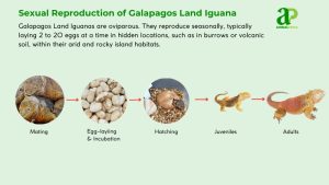 Galapagos Land Iguana: Facts, Cactus Diet, Habitat & Conservation