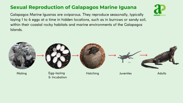 Galapagos Marine Iguana: Only Marine Lizard, Facts, Habitat & Conservation
