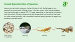 Iguana: Distinctive Dorsal Crest, Facts, Habitat & Conservation